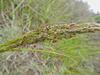 Coast Range melic (Melica imperfecta) | U.S. Geological Survey